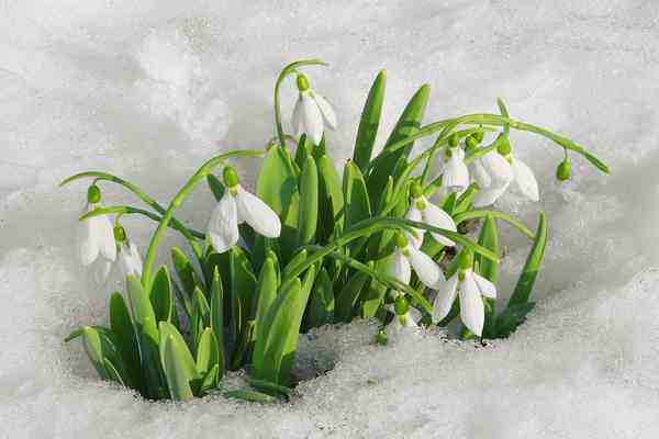 VISIBABA - Ostrvo ljubavi